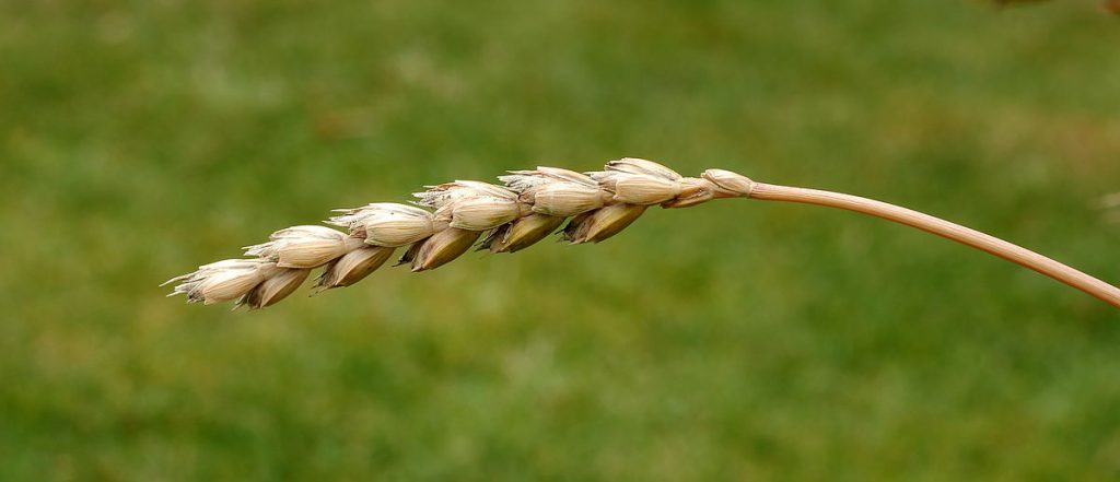 Wild Wheat in Armenia – Cereal Armenia - Art-A-Tsolum