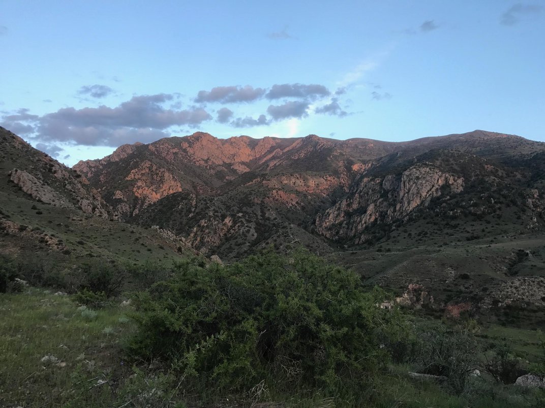 Spot the Ultra-Rare Caucasian Leopard in Armenia’s Caucasus Wildlife ...